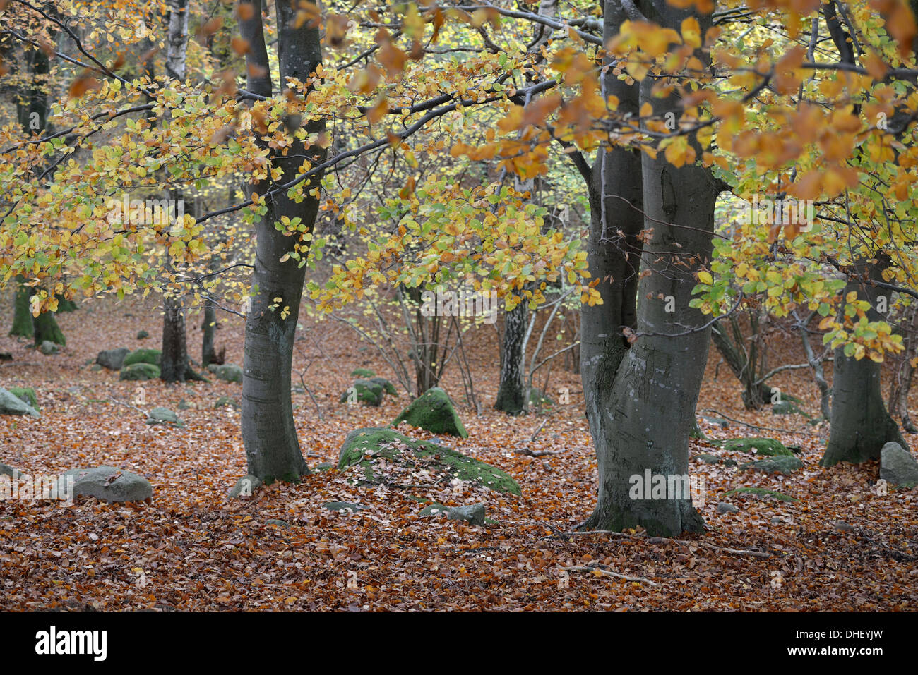 Beech (Fagus silvatica) forest in autumn colours, Assmåsa Sweden Stock ...