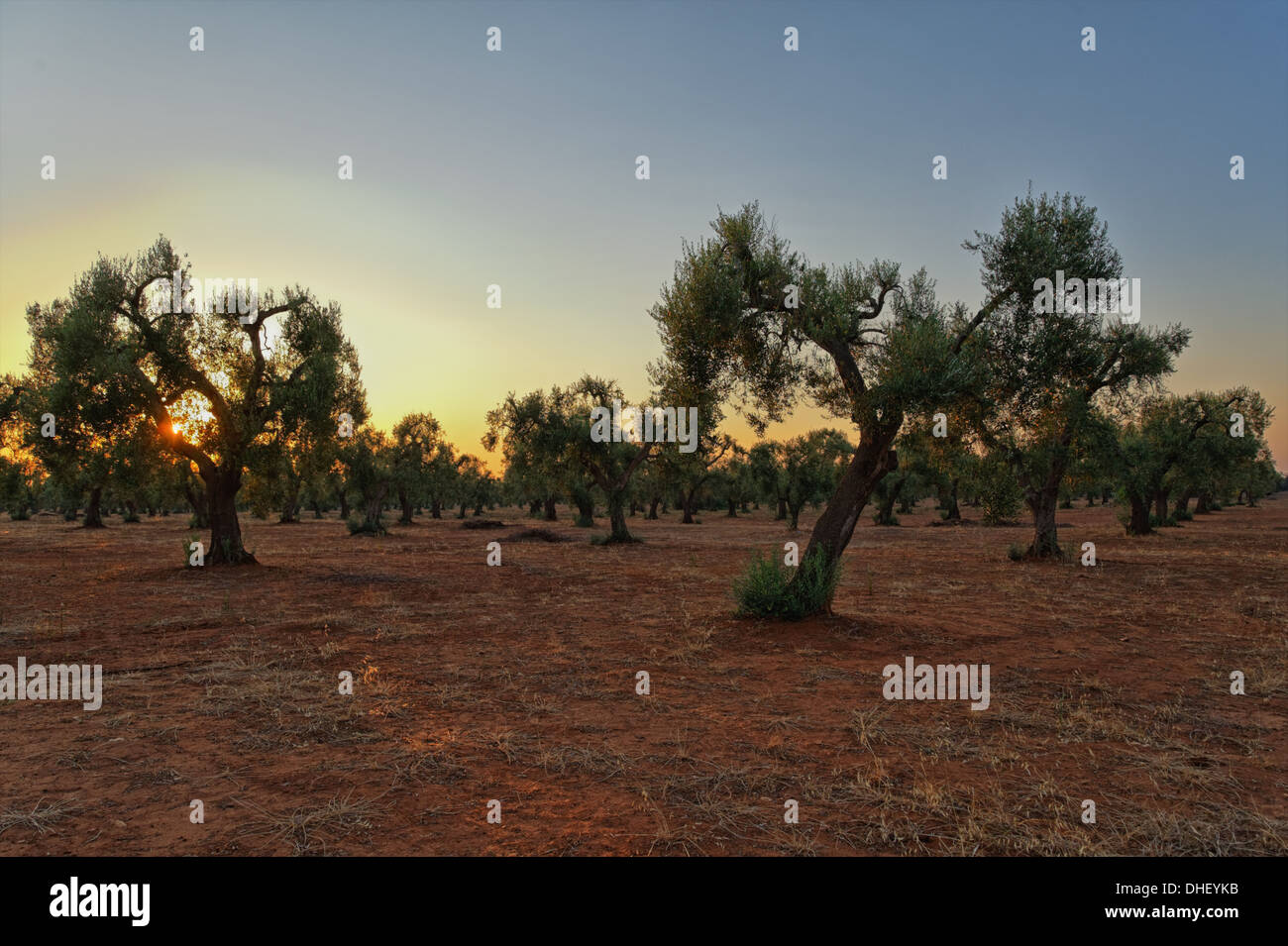 Elevated view of olive grove High Resolution Stock Photography and ...