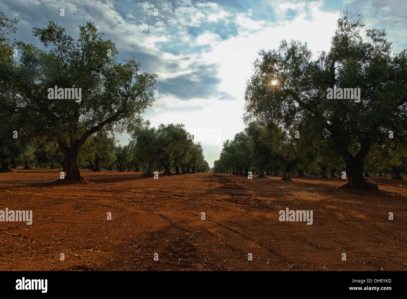 Olive tree landscape puglia italy hi-res stock photography and images ...