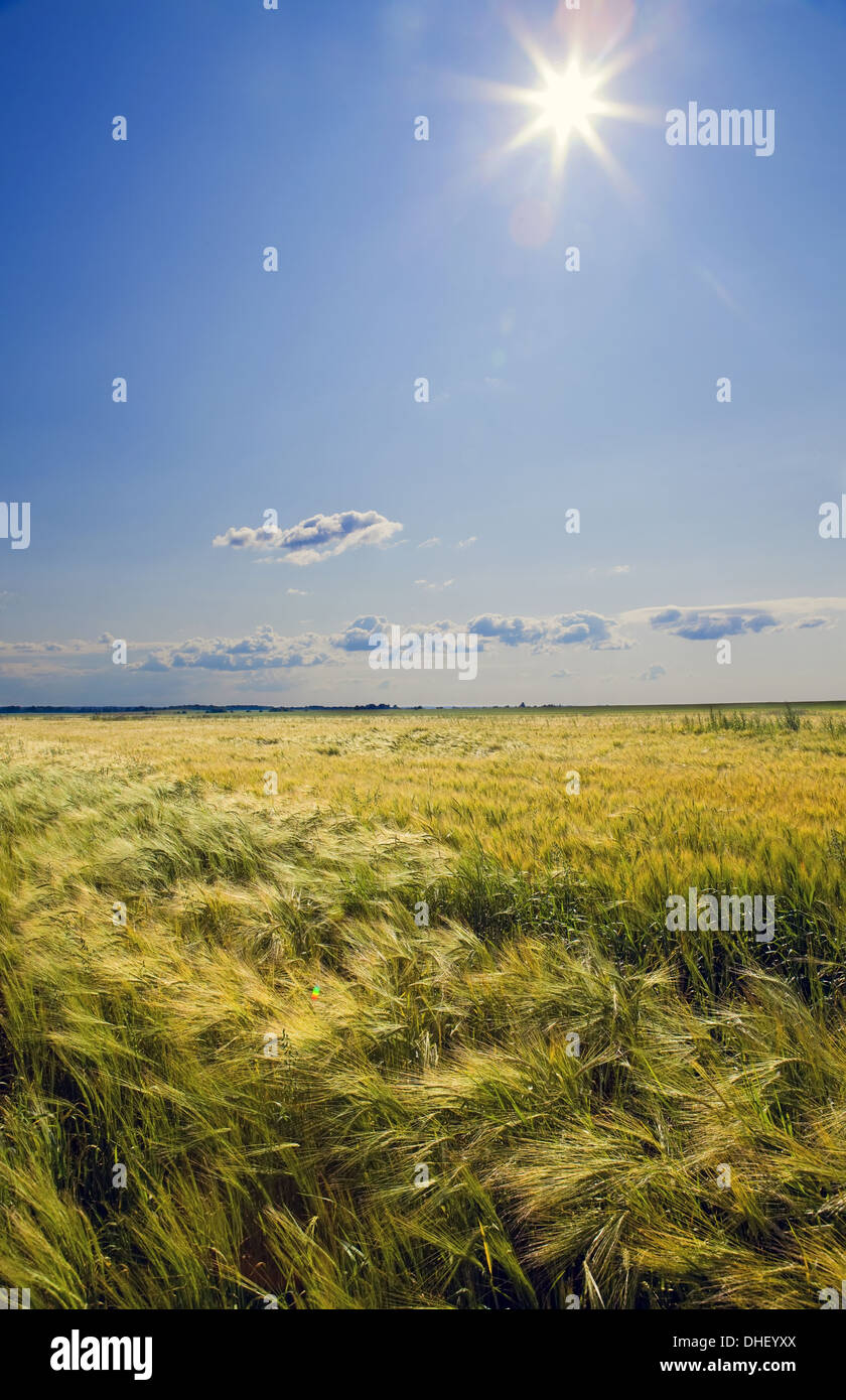Field of wheat under azure sky Stock Photo - Alamy