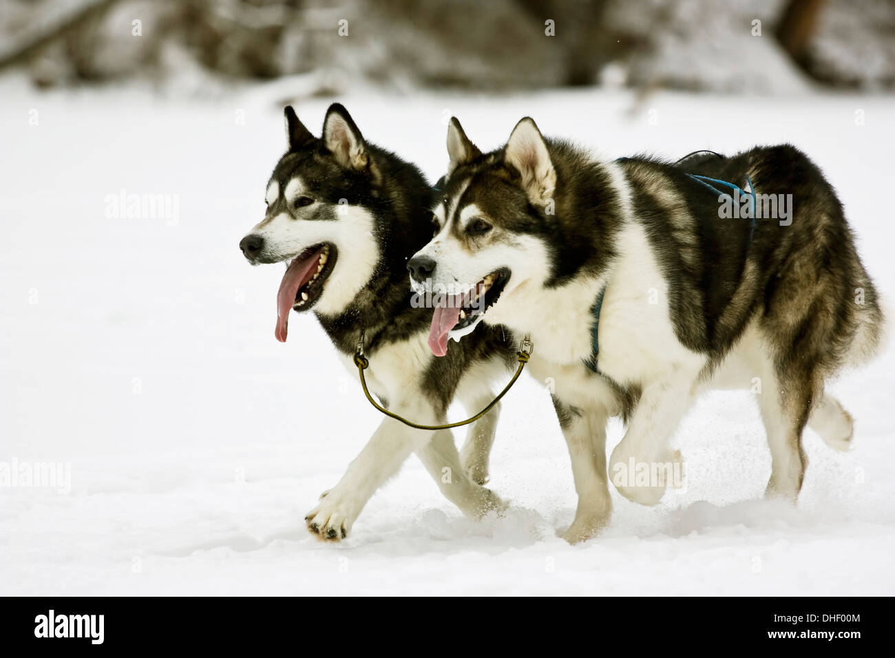 Husky sleigh running hi-res stock photography and images - Alamy