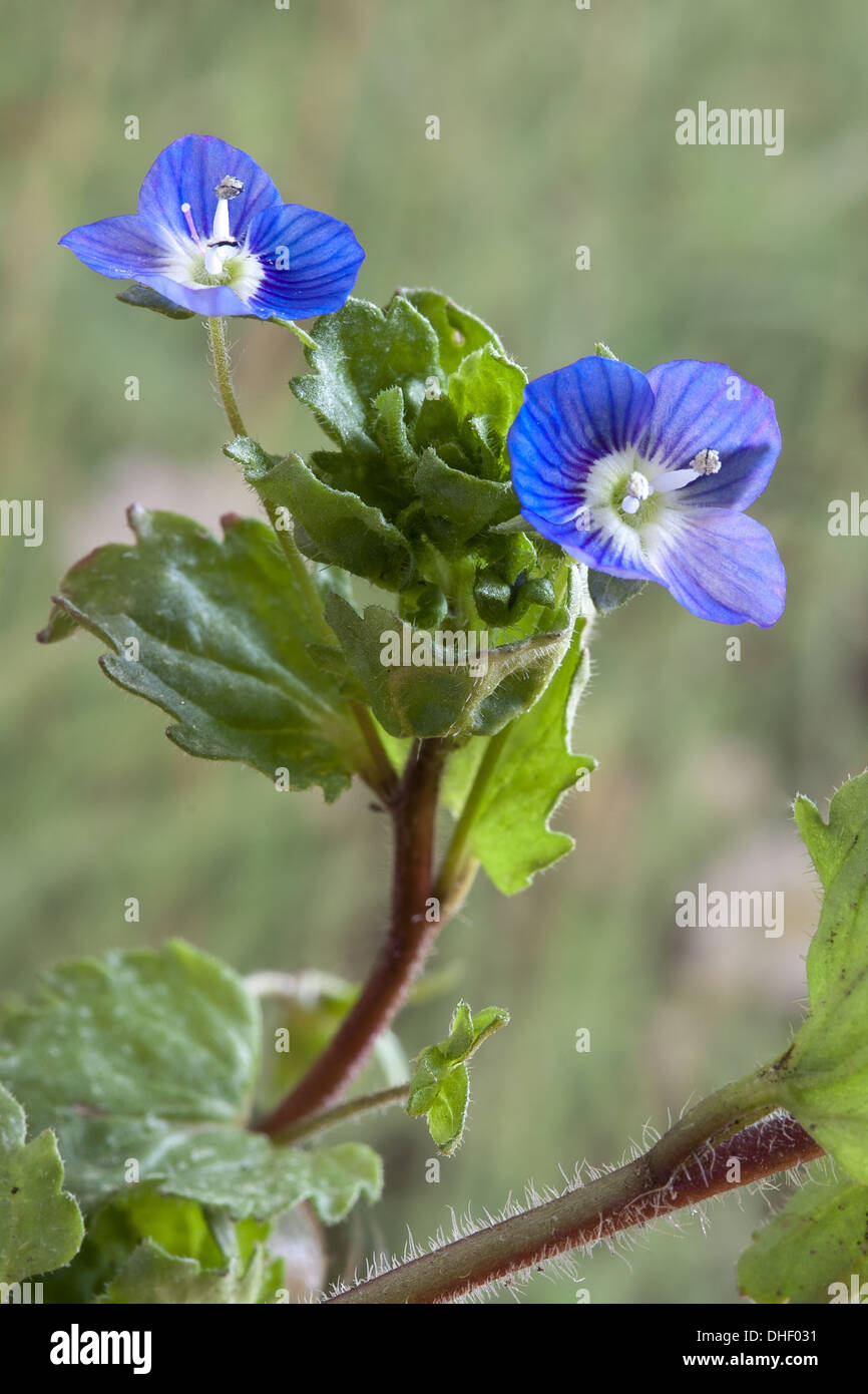 Persian Speedwell