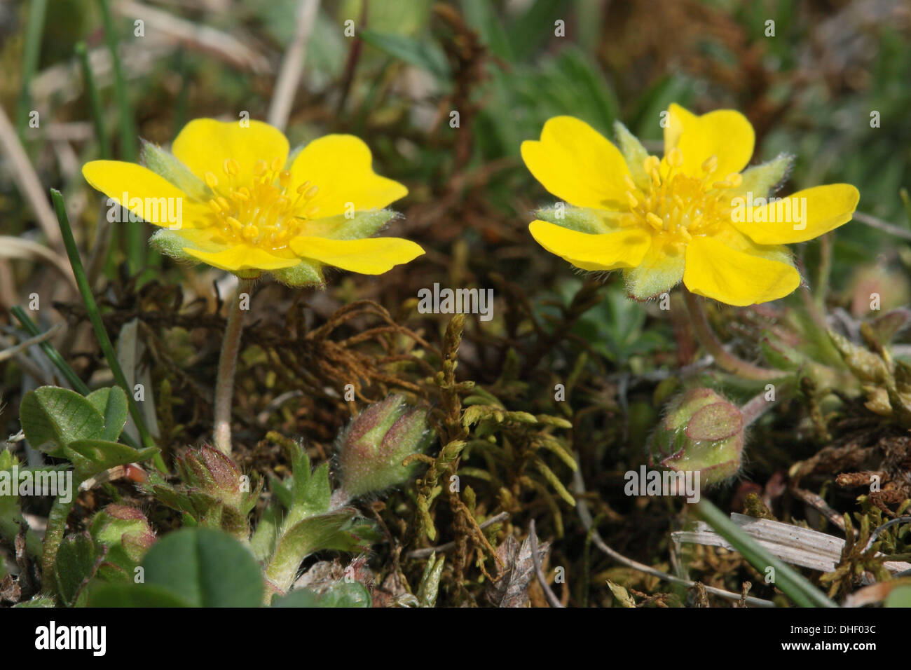 Species of cinquefoil hi-res stock photography and images - Alamy