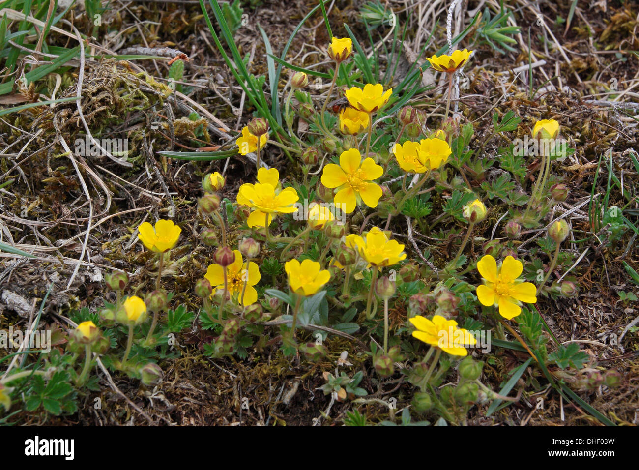 Spring cinquefoil hi-res stock photography and images - Alamy