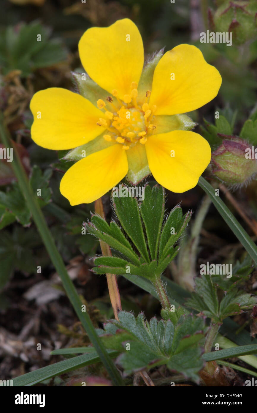 Species of cinquefoil hi-res stock photography and images - Alamy