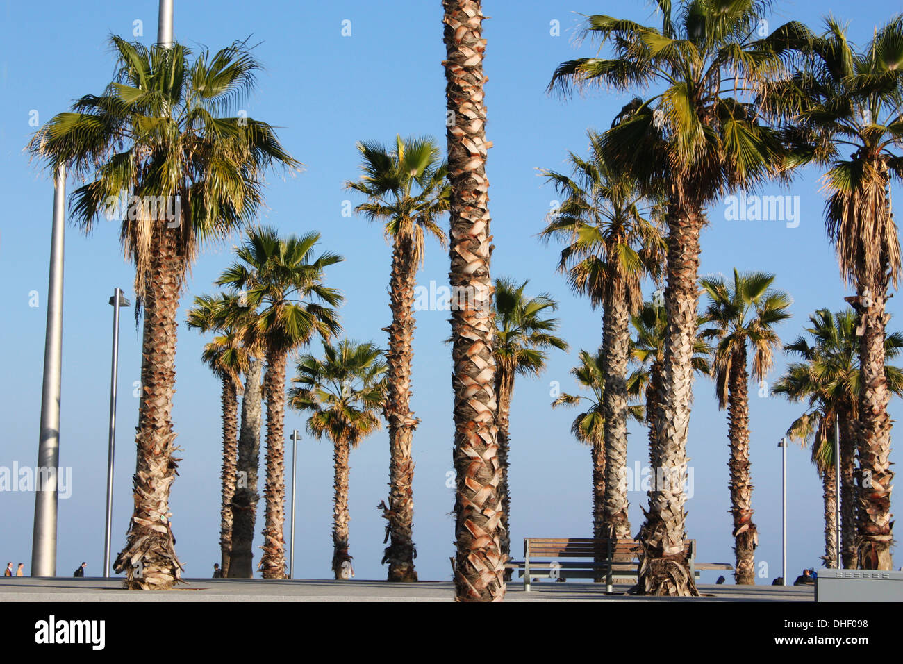 Palm Trees Barcelona High Resolution Stock Photography and Images - Alamy