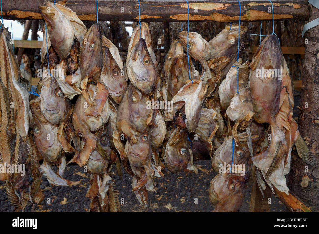 Fish drying on wooden construction, Iceland Stock Photo - Alamy