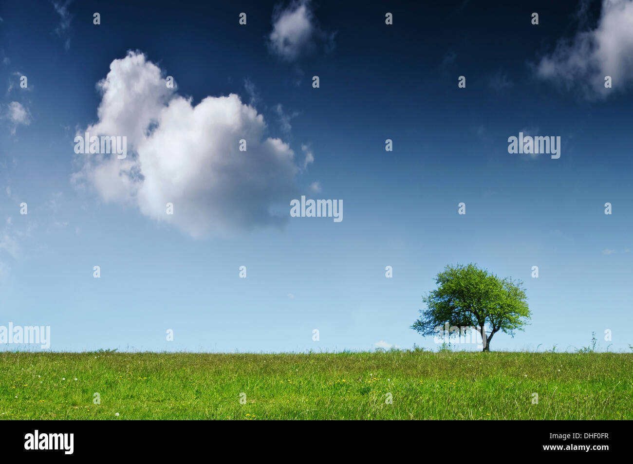 green tree and blue sky Stock Photo - Alamy