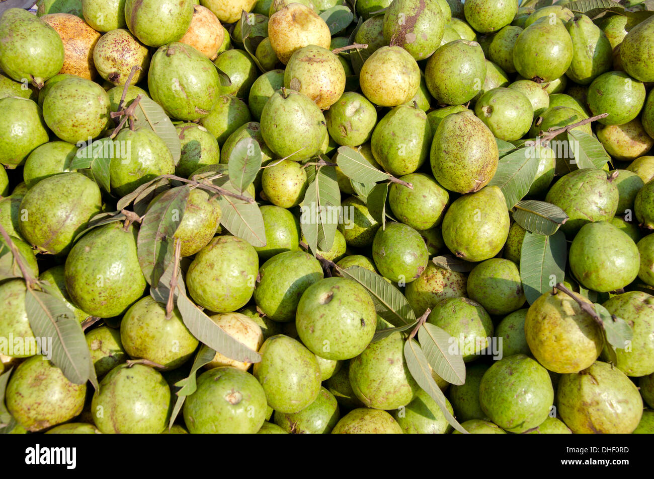 fresh guava fruits in asian market, India Stock Photo - Alamy