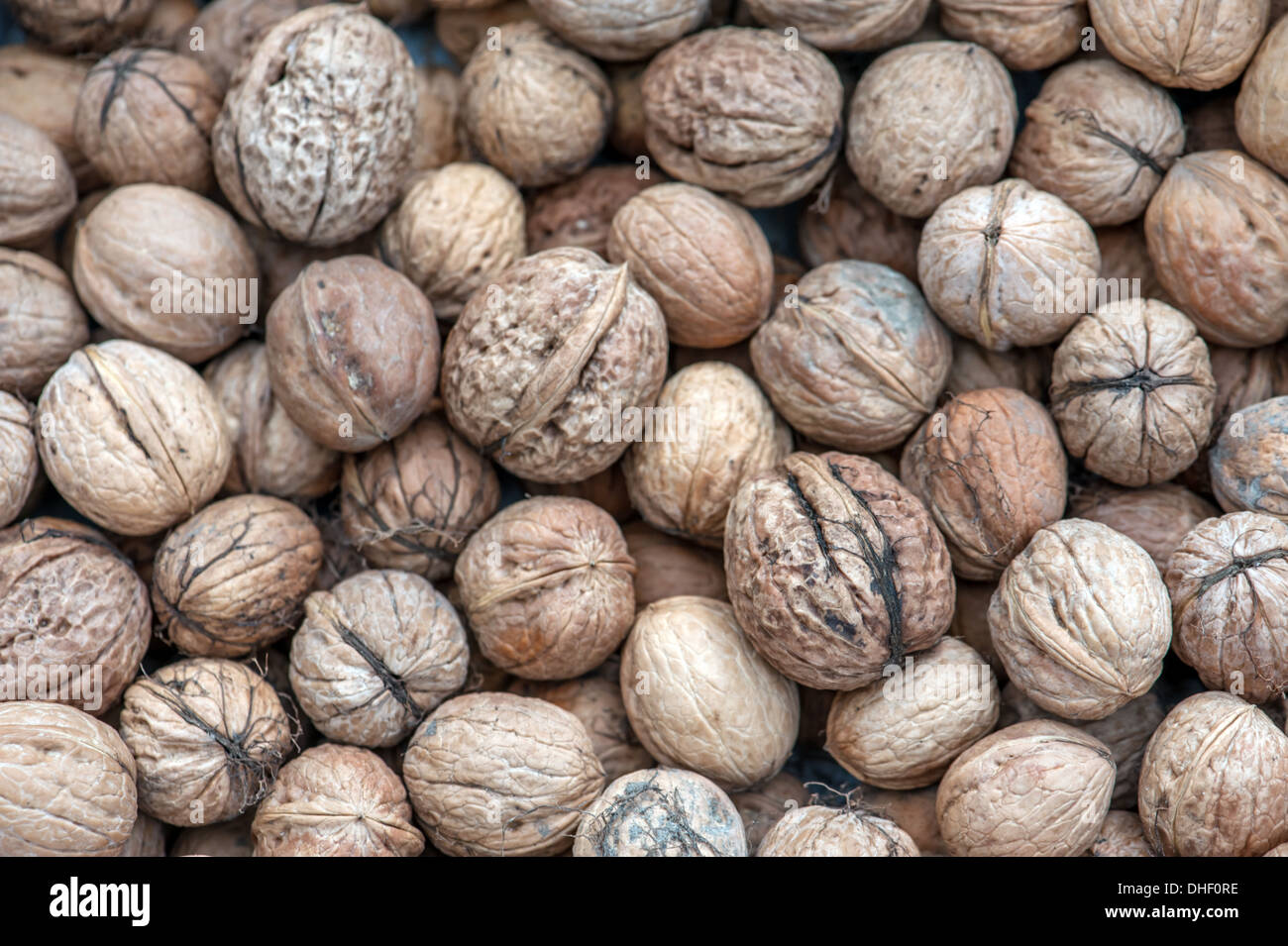 Walnut hi-res stock photography and images - Alamy