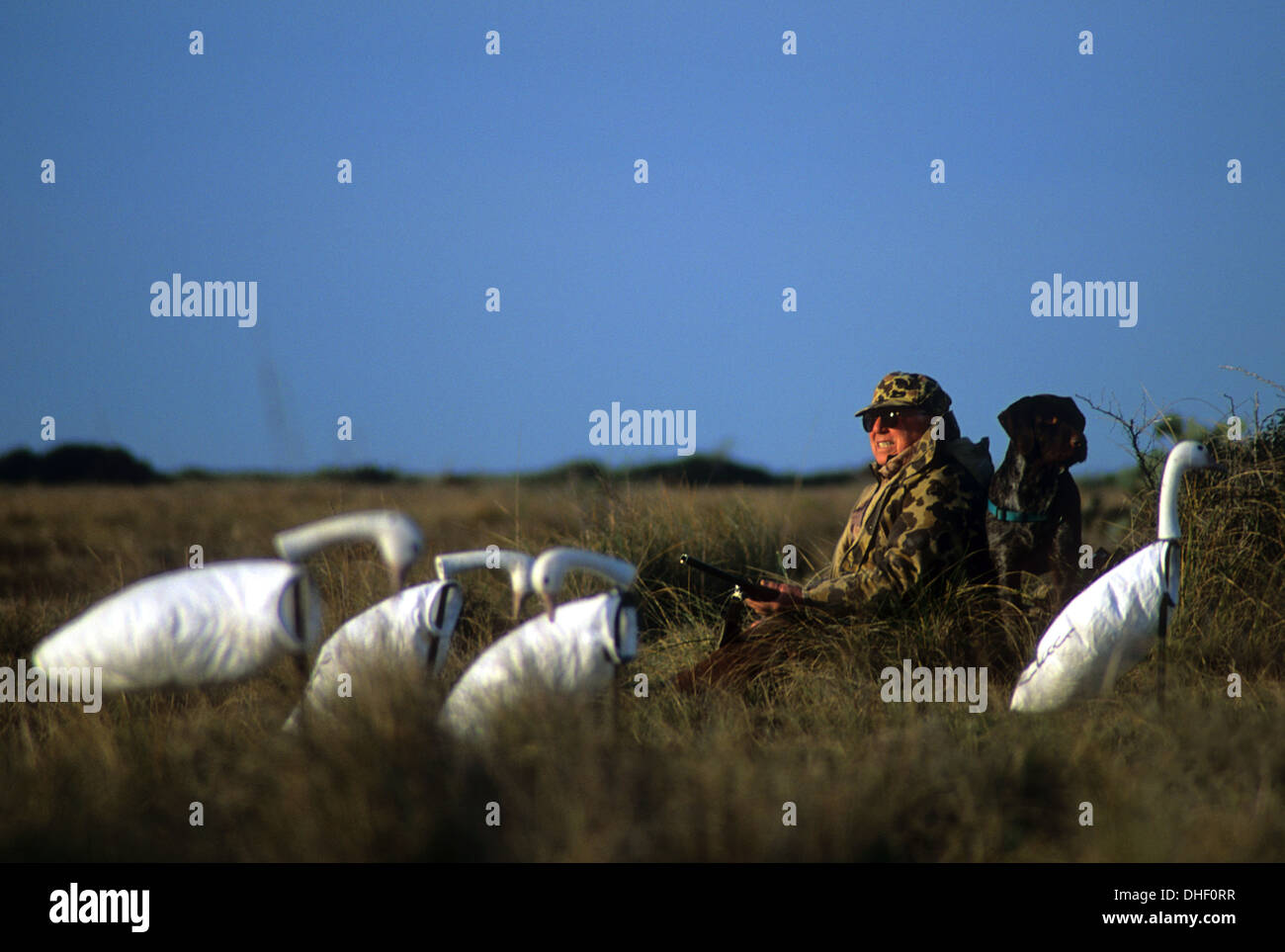 A hunter with his dog looks for snow geese (Chen caerulescens) while ...