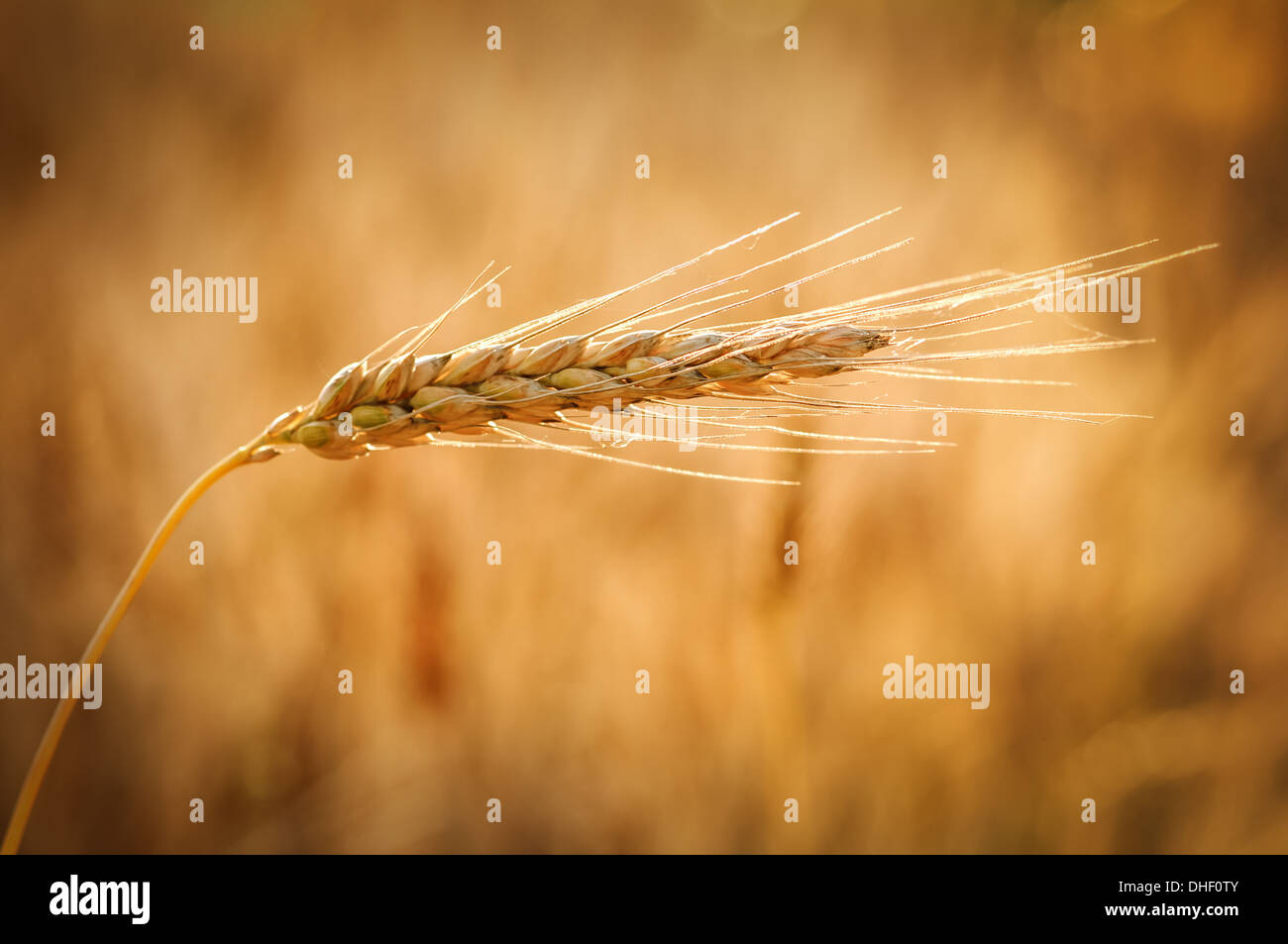 dry wheat stem close up Stock Photo - Alamy