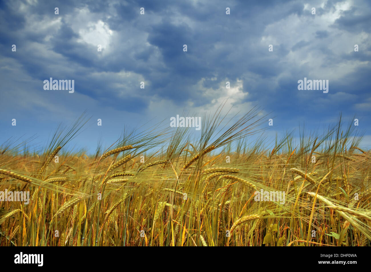 wheat field and blue sky Stock Photo - Alamy