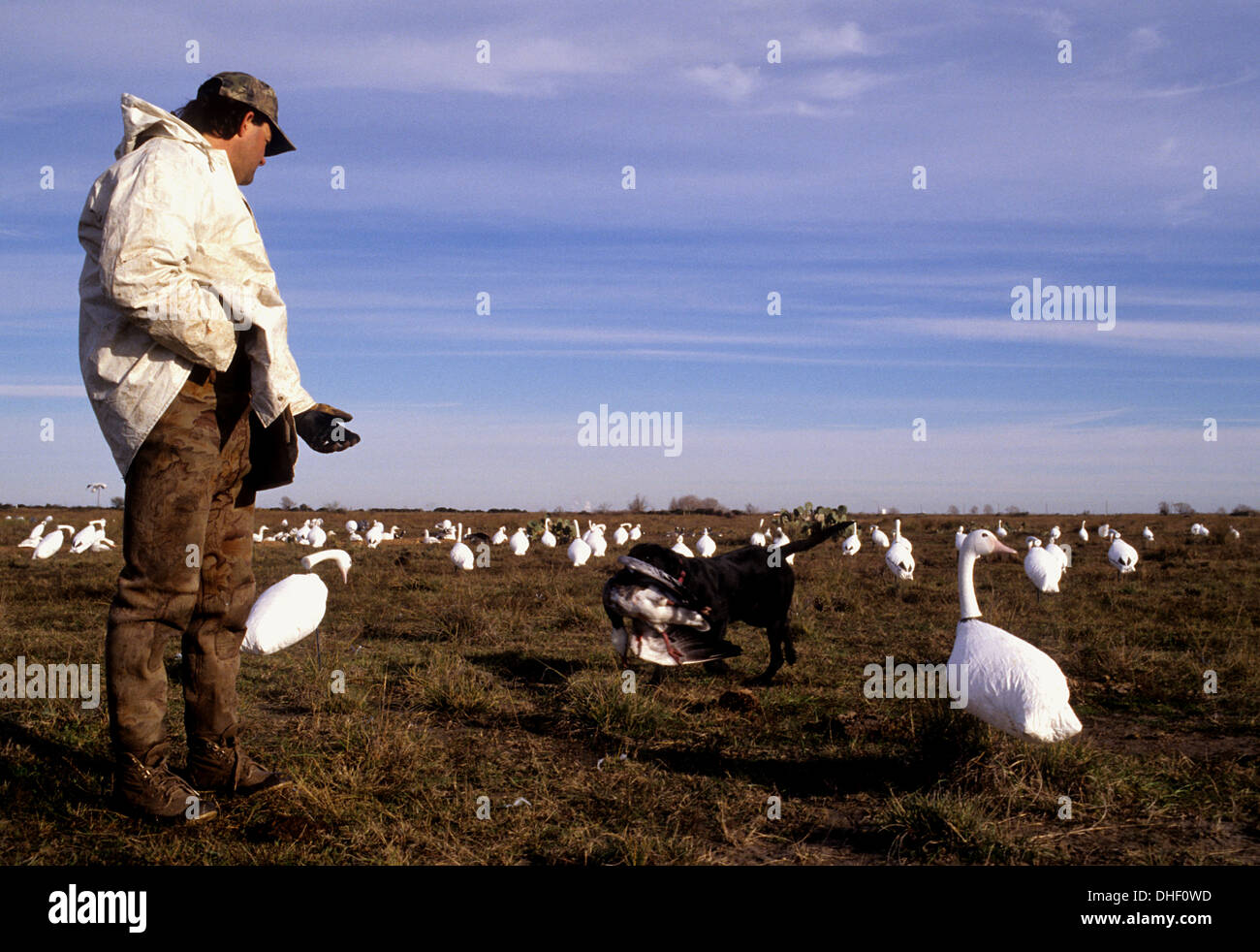 A hunter with his black Labrador Retriever fetching Snow geese (Chen ...