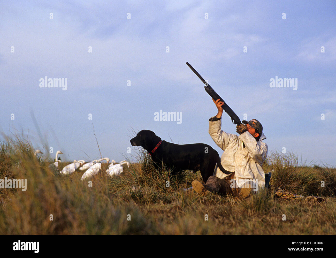 A hunter with his black Labrador Retriever shooting at Snow geese (Chen ...