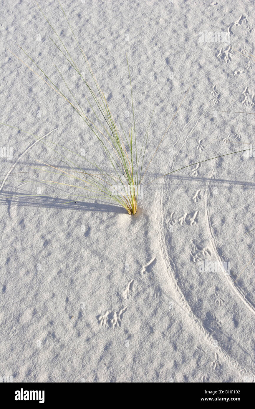 Grass and sand "scratches", White Sands National Park, near Alamogordo ...
