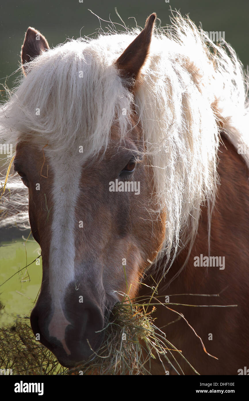 Eat portrait hi-res stock photography and images - Alamy