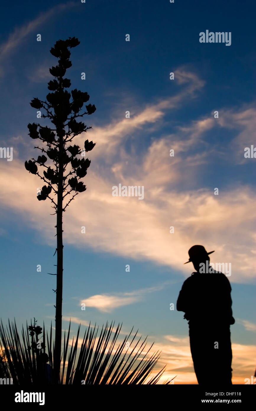 Yucca and ranger silhouette, ranger-led "Sunset Stroll", White Sands ...