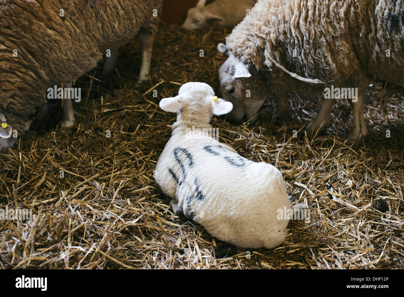 Uk sheep breeds hi-res stock photography and images - Alamy