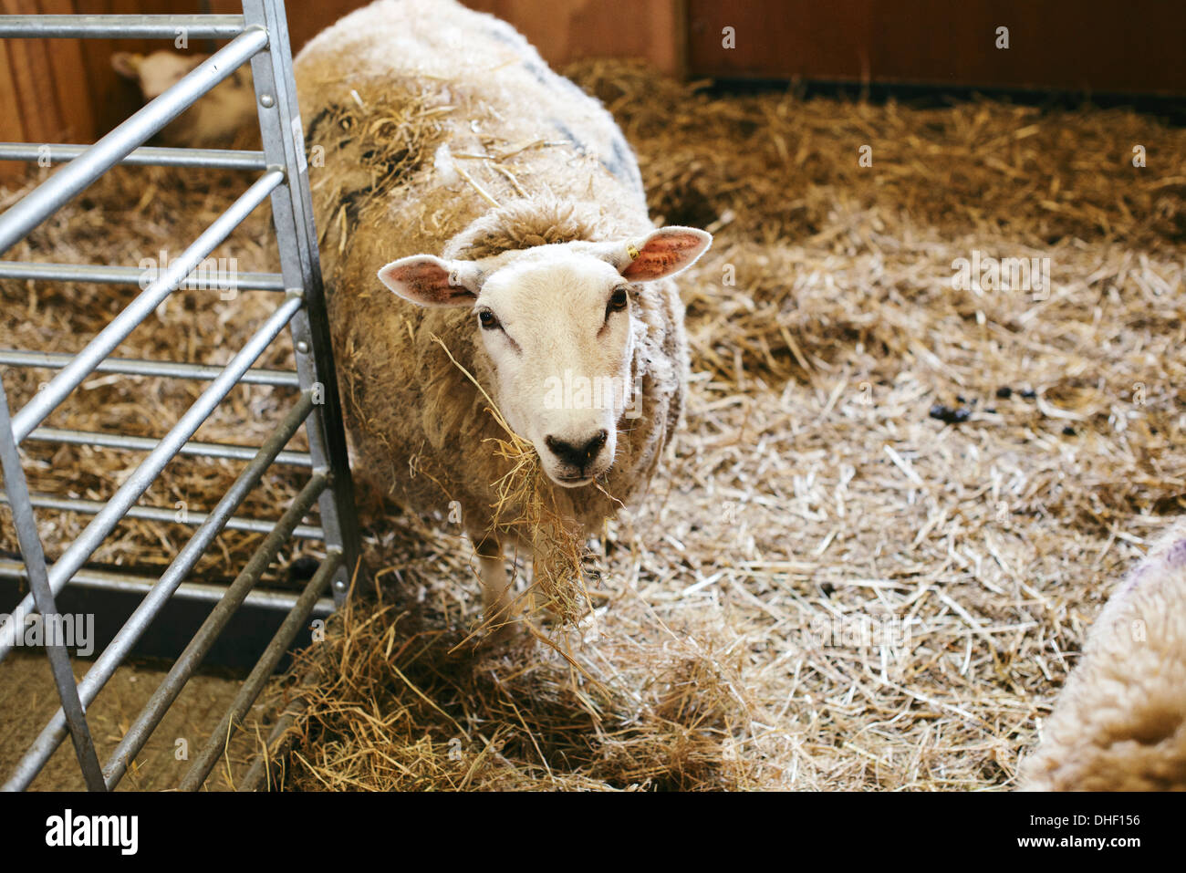 Uk sheep breeds hi-res stock photography and images - Alamy