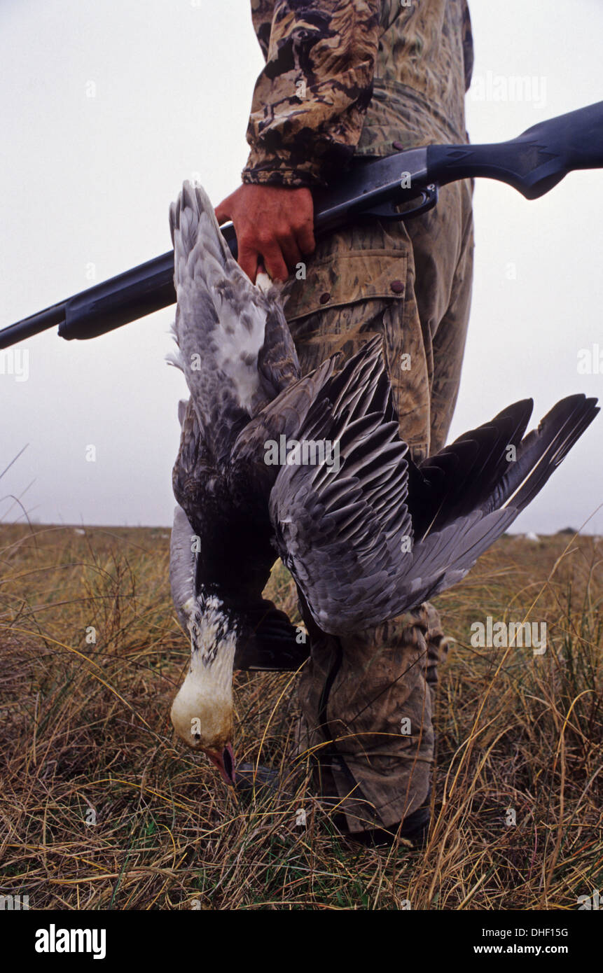 A hunter with a blue phase Snow goose (Chen caerulescens) while hunting ...