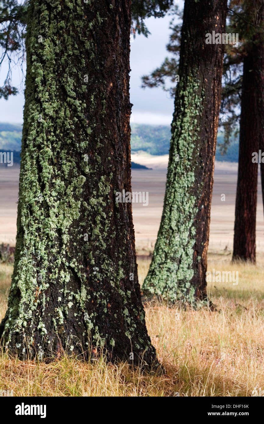 Trees with lichen, "History Grove" (300-400 yr. old trees), Valles ...