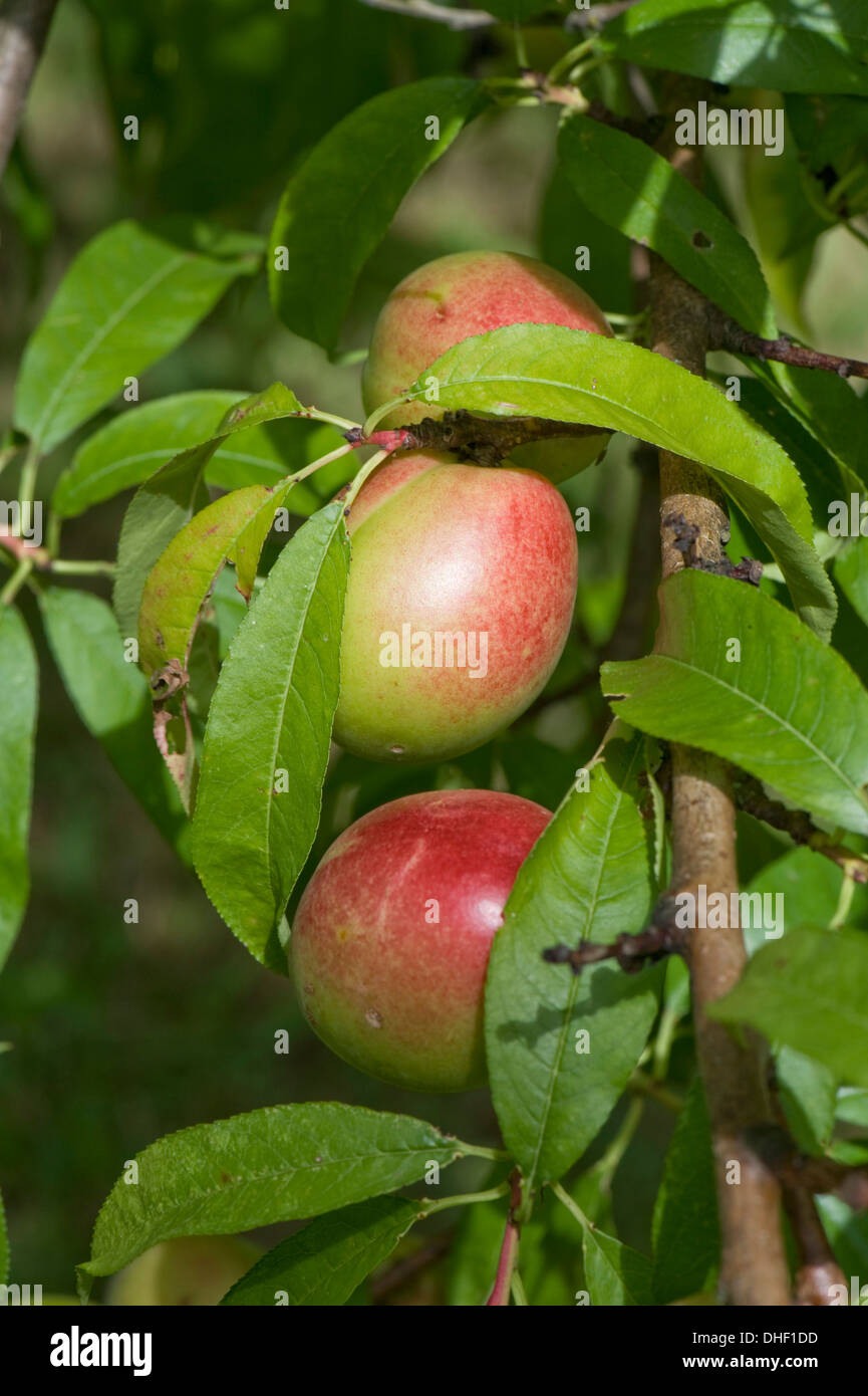 Immature hi-res stock photography and images - Alamy