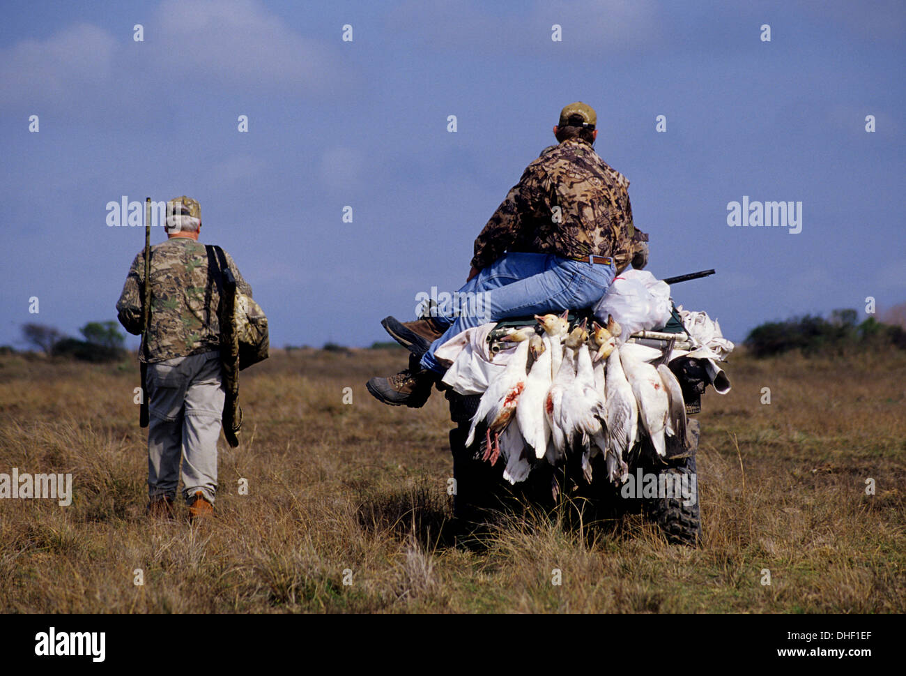 4 geese hi-res stock photography and images - Alamy