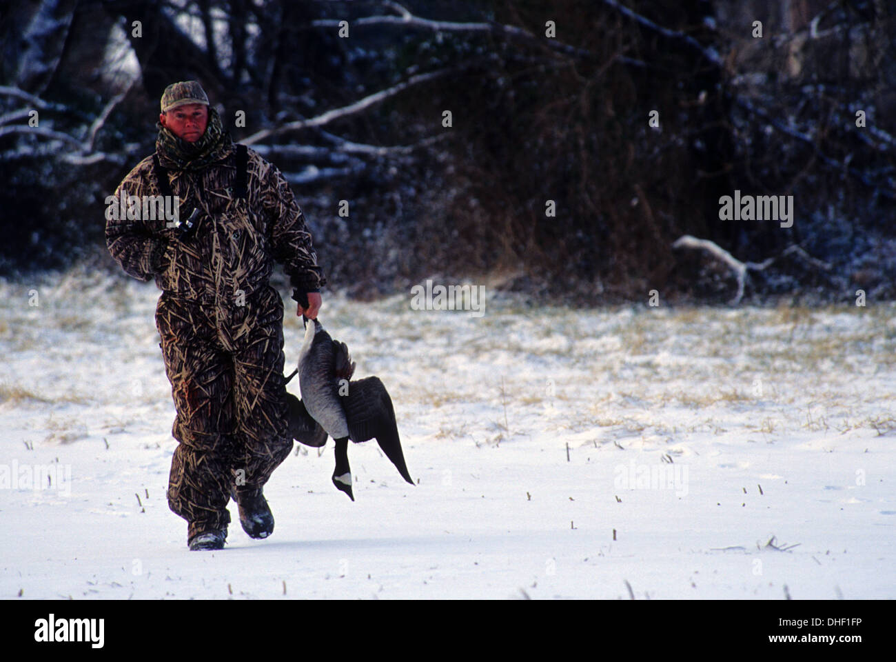 Hunter with Canada goose (Branta canadensis) while goose hunting in ...