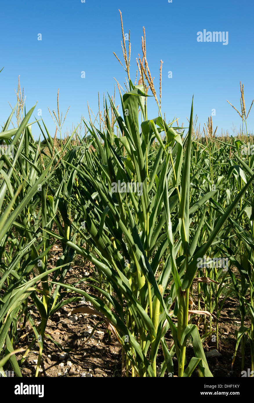 Corn tassel maize High Resolution Stock Photography and Images - Alamy