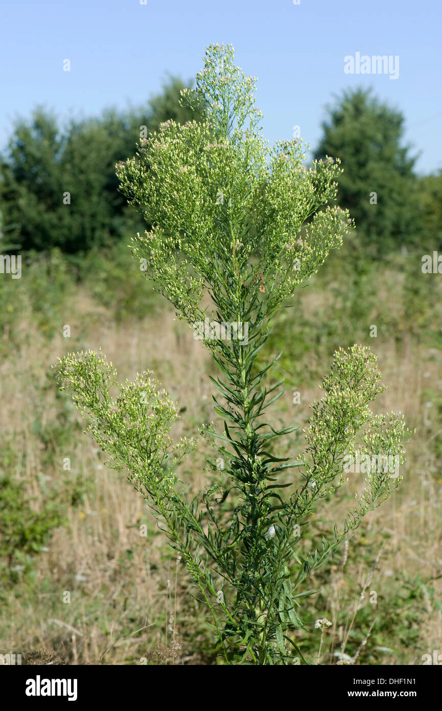 Canadian fleabane, Conyza canadensis, flowering, Gironde, France ...