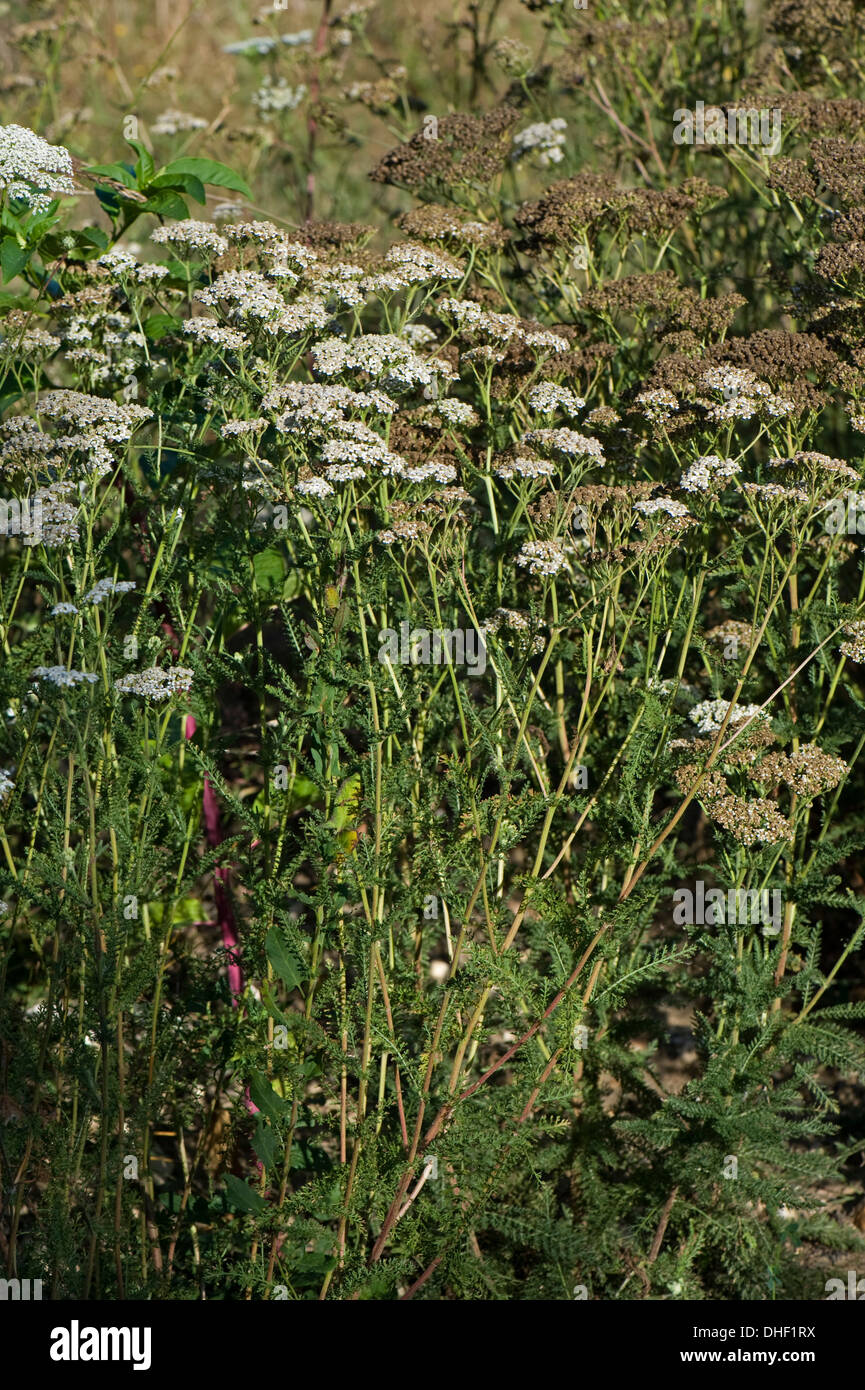 A tall group of yarrow, Achillea millefolium, flowering and seeding in ...