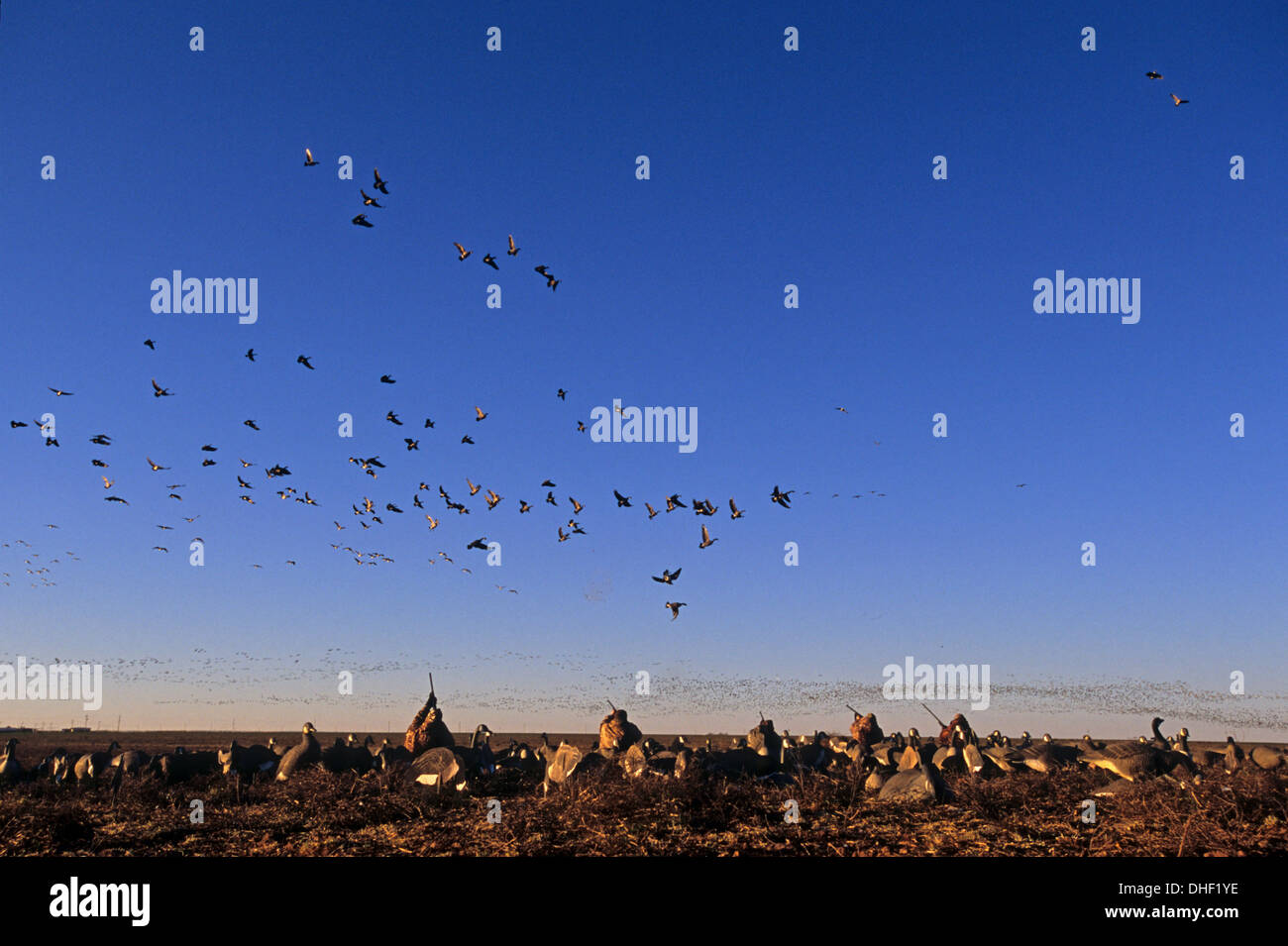 Hunters shooting at Canada geese (Branta canadensis) while goose ...