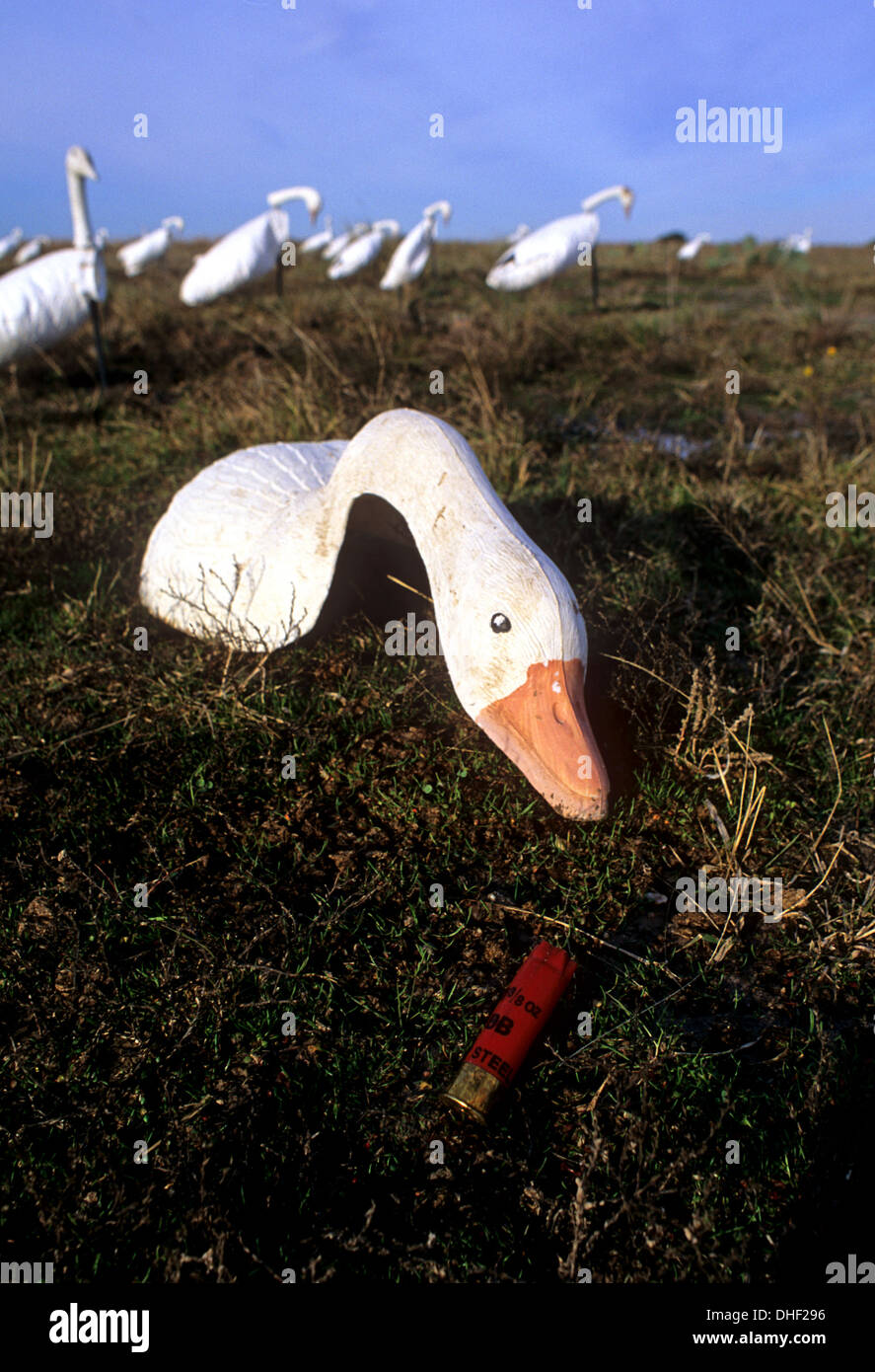 Snow geese (Chen caerulescens) decoys in a field while goose hunting at ...