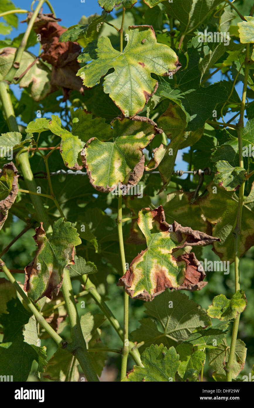 Fruit nutrient deficiency High Resolution Stock Photography and Images ...