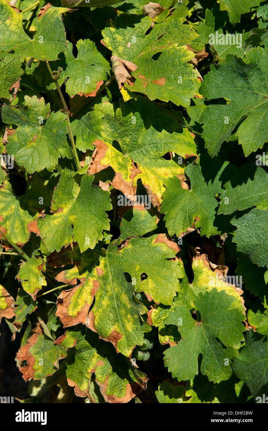 Magnesium deficiency hi-res stock photography and images - Alamy