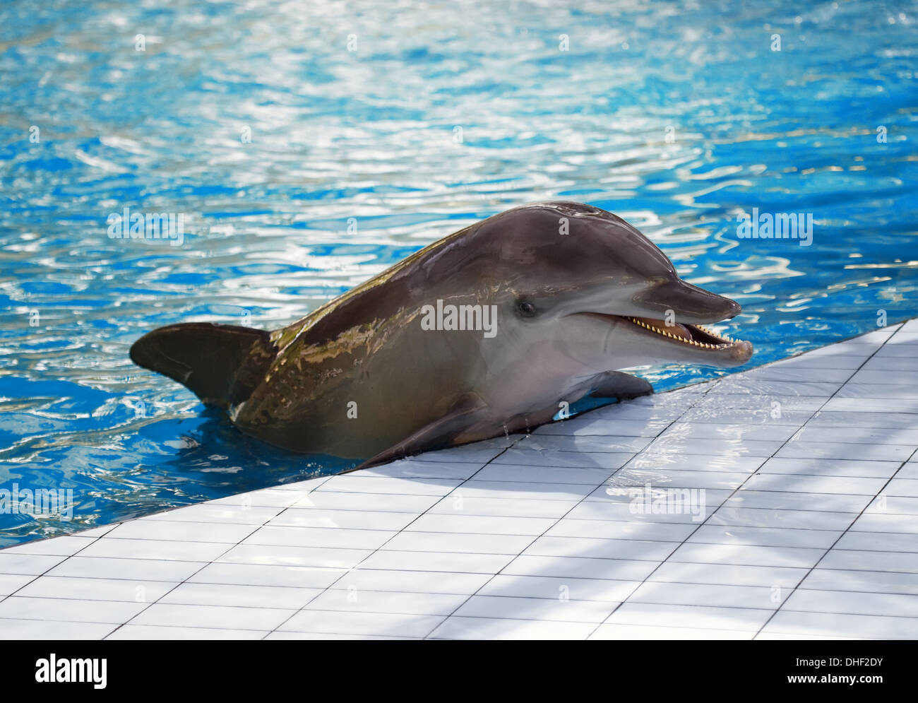 Dolphin smiling fish hi-res stock photography and images - Alamy