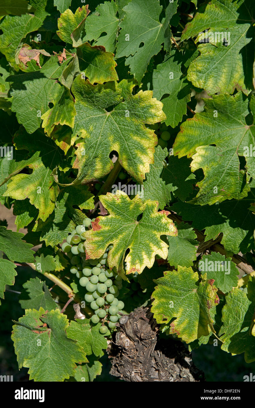 Symptoms of magnesium deficiency on grapevines in fruit in gironde ...