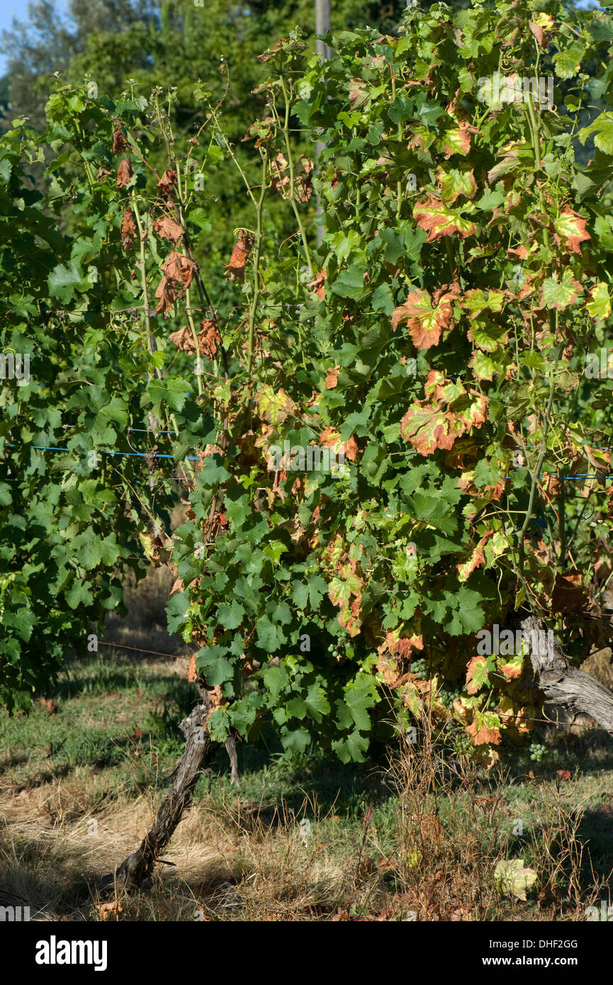 Fruit nutrient deficiency High Resolution Stock Photography and Images ...