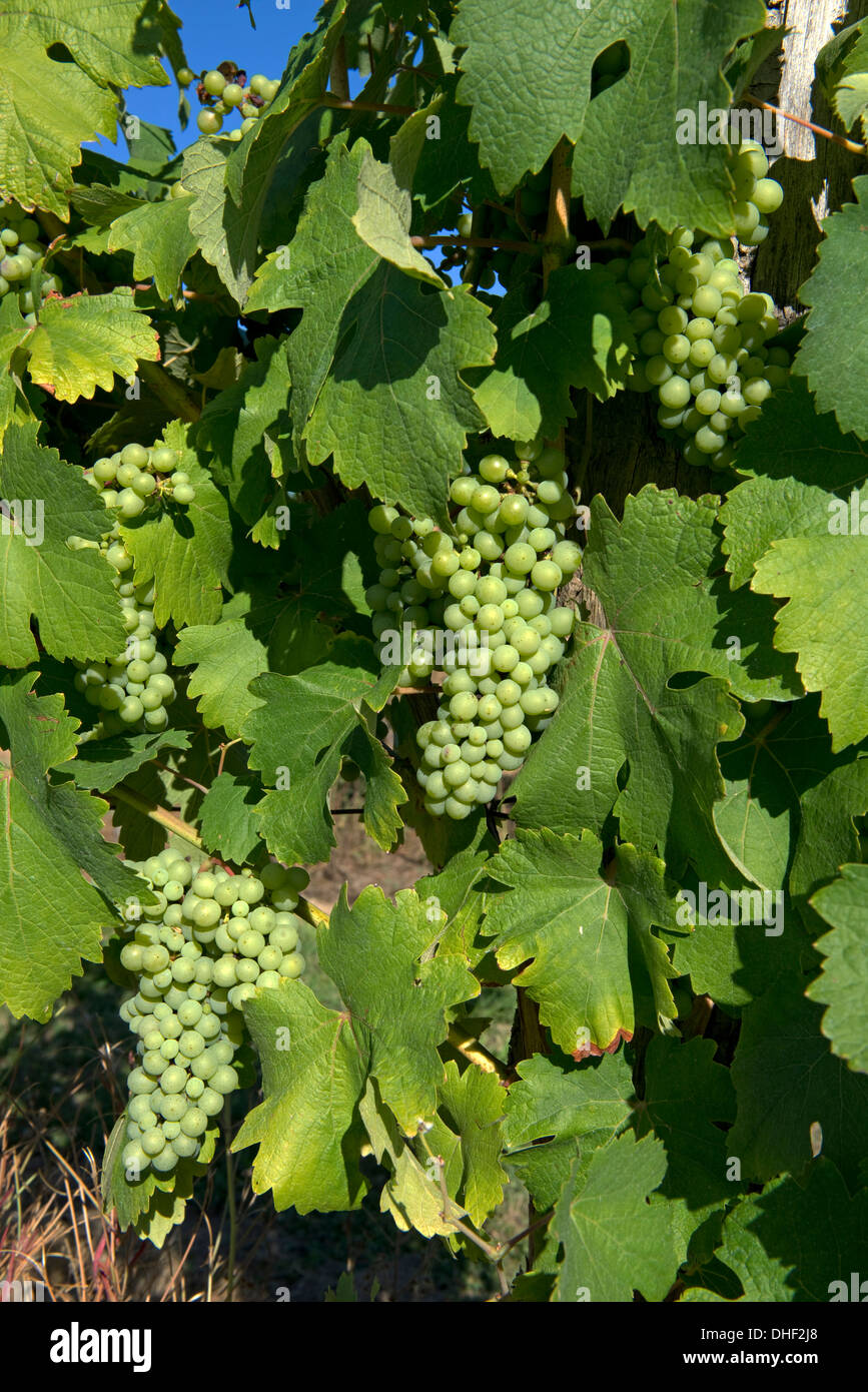 Maturing wine grapes on the vine, Gironde, France, August Stock Photo ...