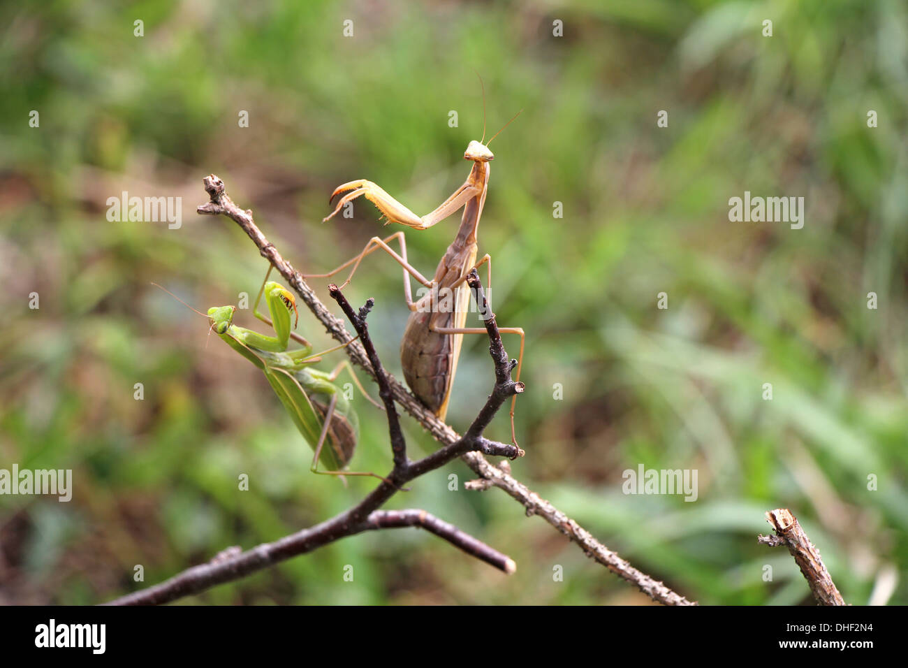 Praying mantis alien insect hi-res stock photography and images - Alamy