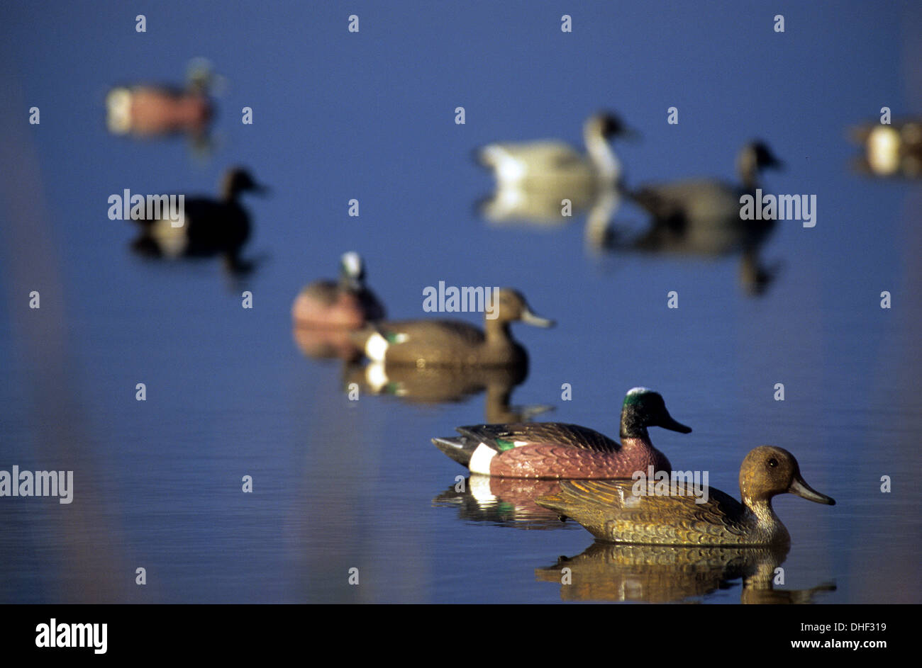 Duck hunting decoys on the bay near Seadrift Texas Stock Photo - Alamy