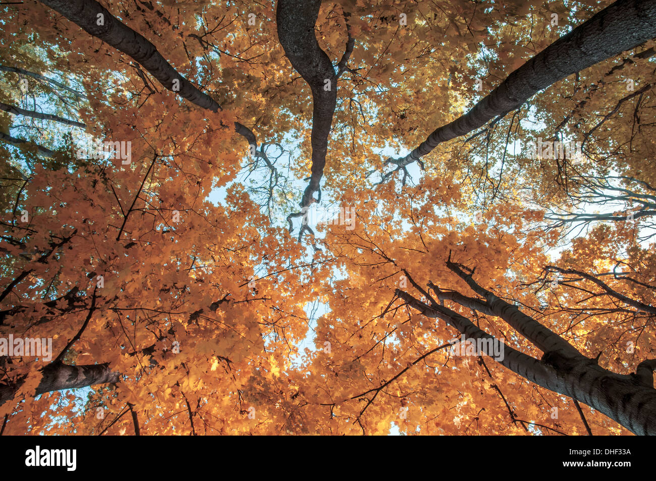 Beech maple forest hi-res stock photography and images - Alamy