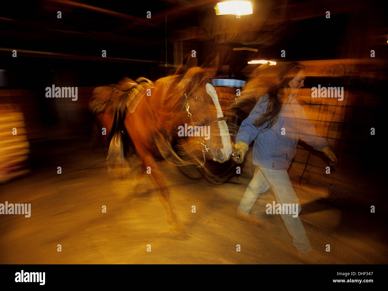 Woman walking a saddled horse from a stable near Pierre South Dakota ...
