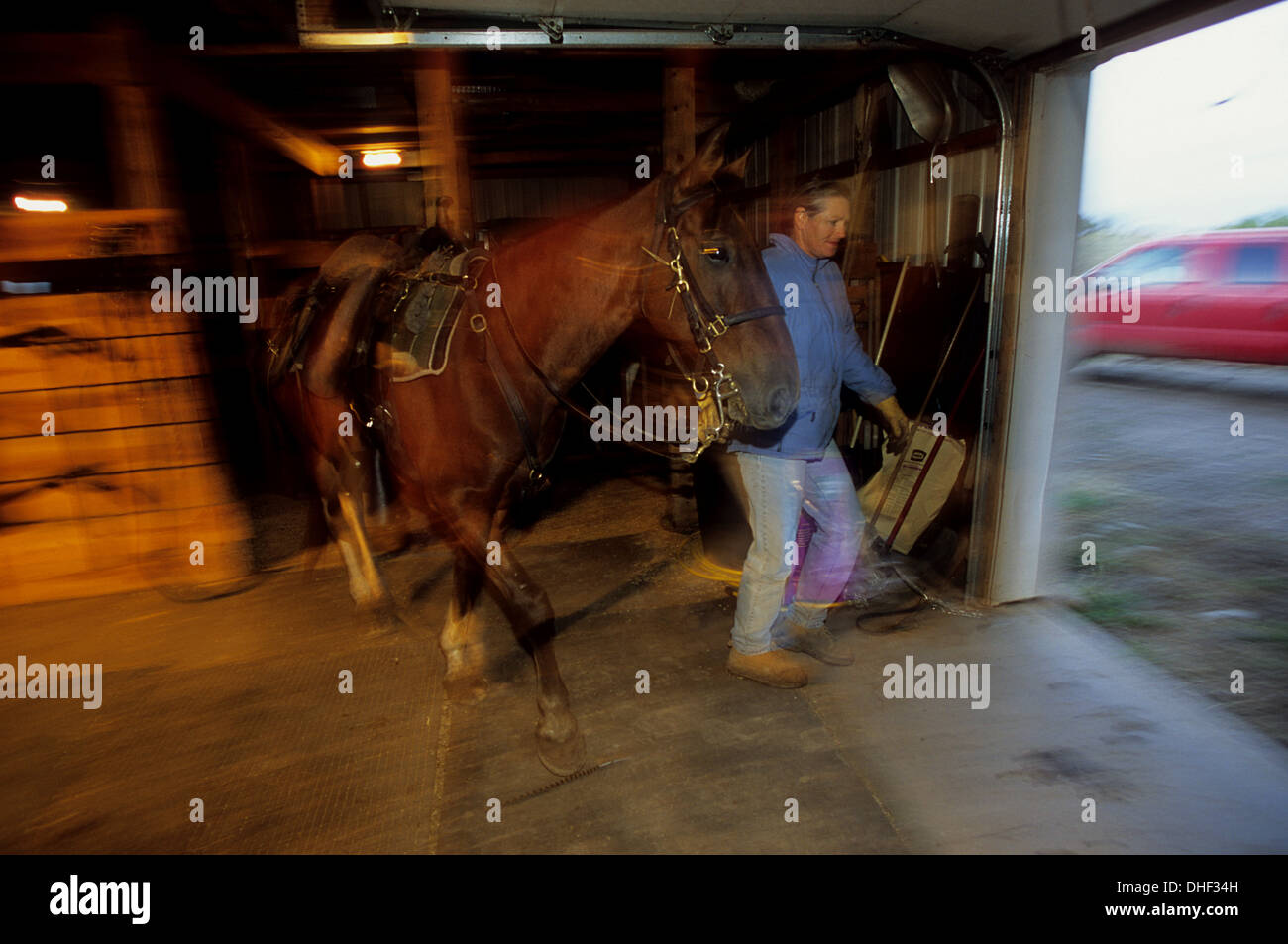 Woman walking a horse hi-res stock photography and images - Alamy