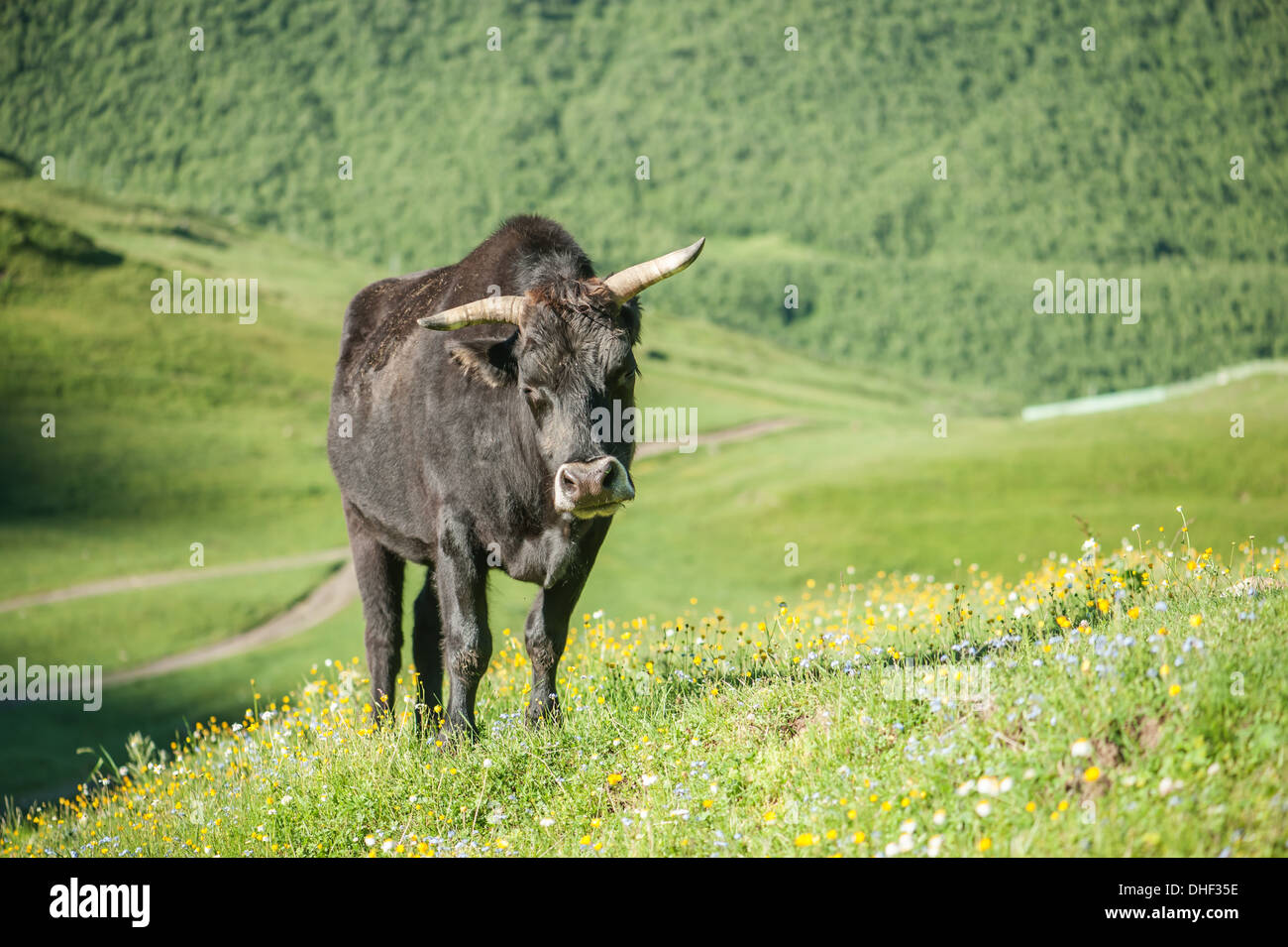 Black cow on field hi-res stock photography and images - Alamy