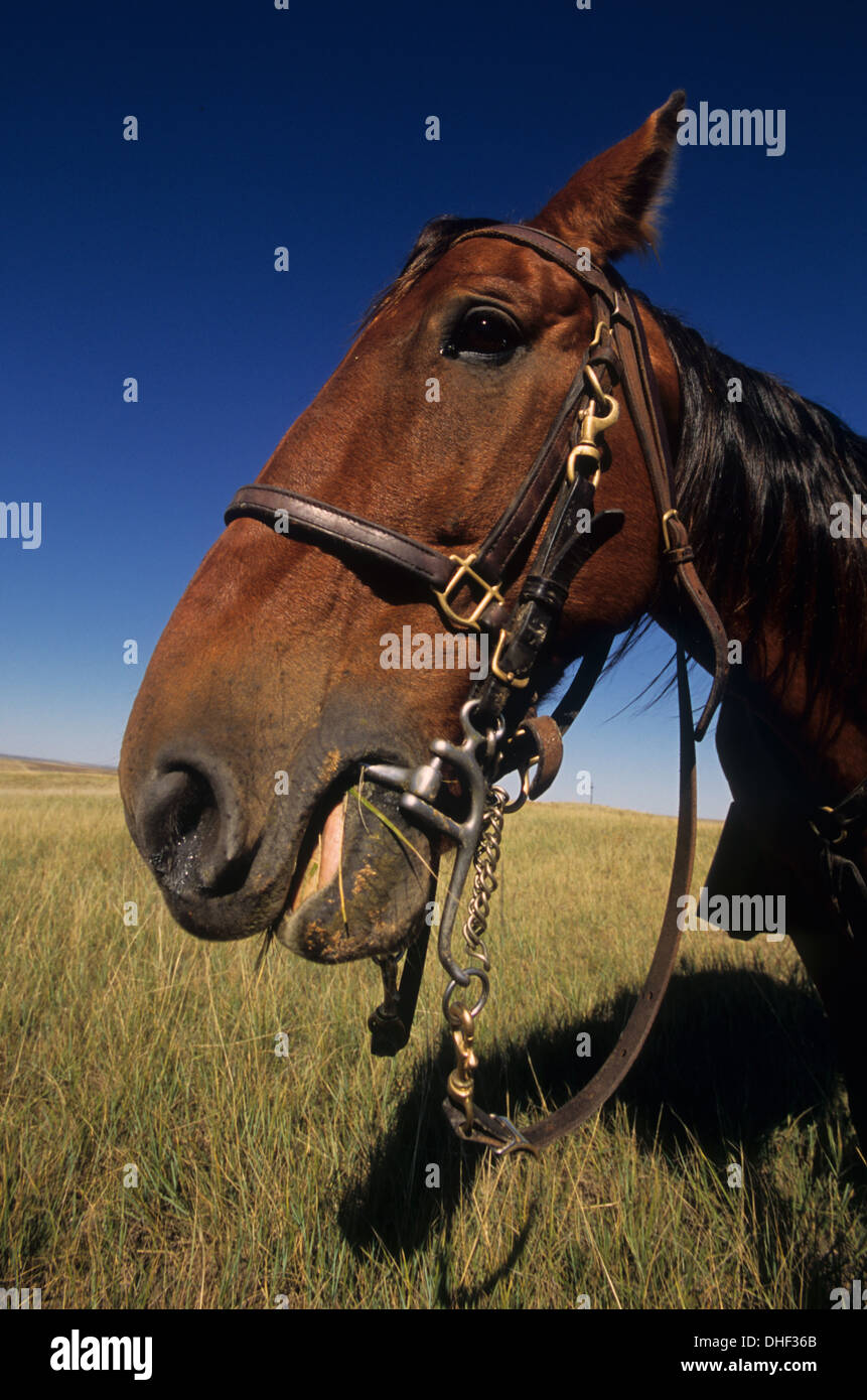 Plain bridle hi-res stock photography and images - Alamy