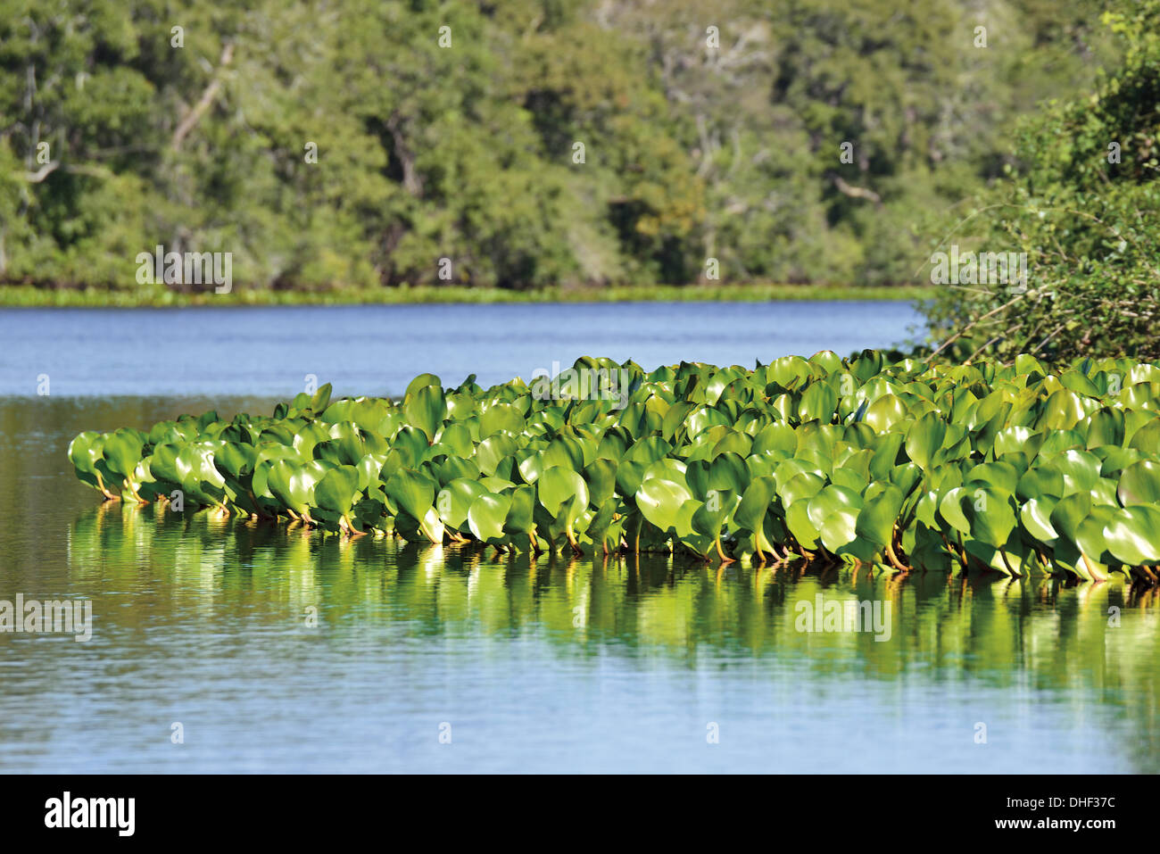 Biggest wetlands in the world hi-res stock photography and images - Alamy