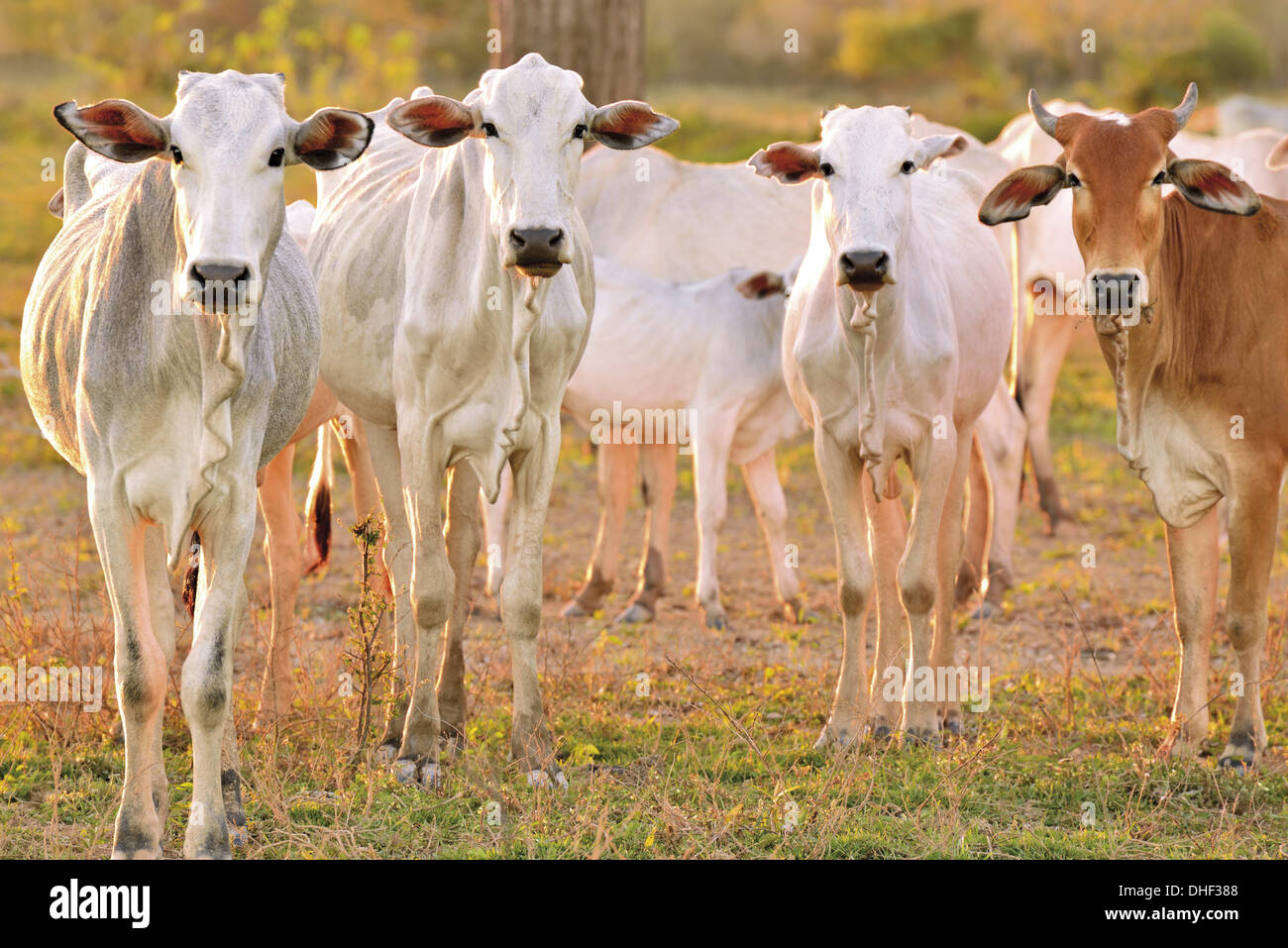 Brazil, Mato Grosso, Pantanal, Nelore cows, white cattle, live stock ...