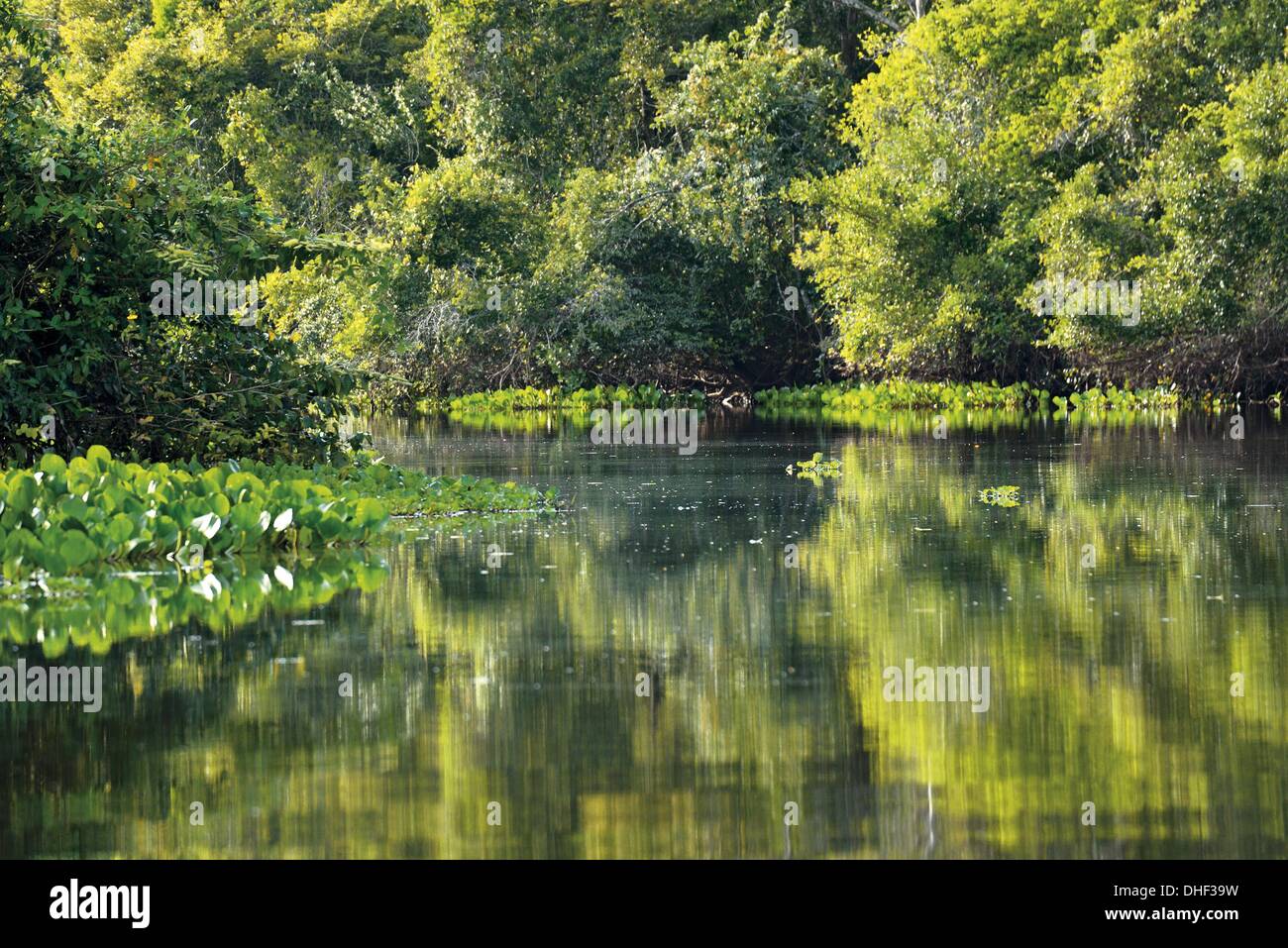 Brazil, Pantanal, Mato Grosso, river, Rio Claro, landscape, World ...